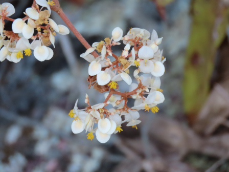 Begonia grisea_百度百科