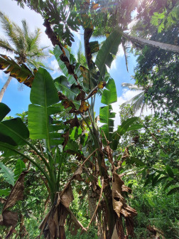 Musa textilis_百度百科