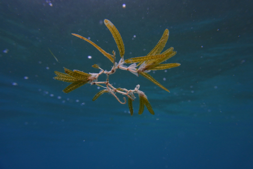 Halophila stipulacea_百度百科