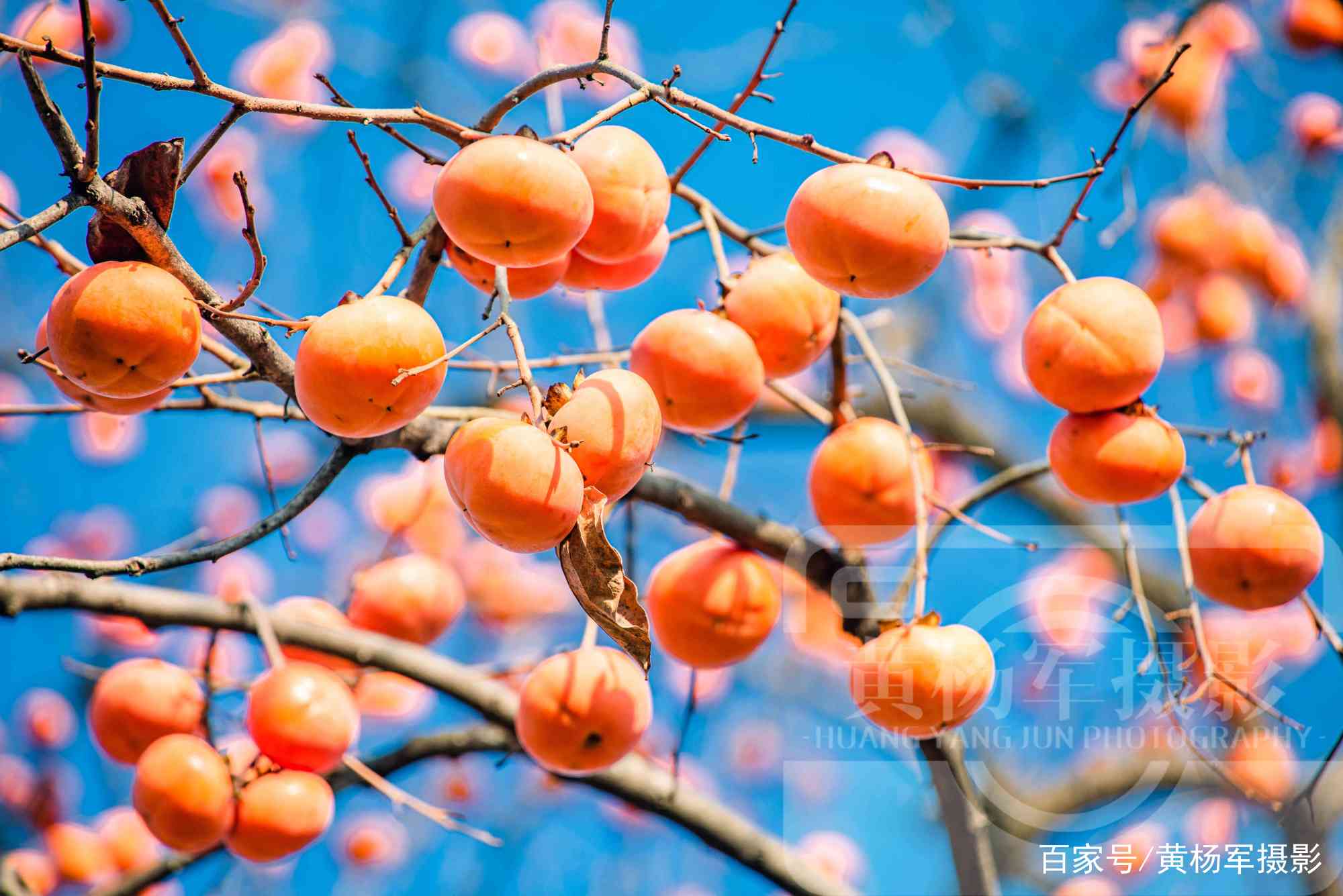 冬日蓝天下挂满枝头的乡村果实，故乡的红柿子难忘的美，景象熟悉_百科TA说