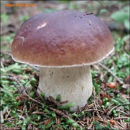 牛肝菌科_百度百科