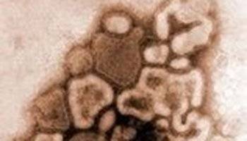 泡沫病毒_百度百科