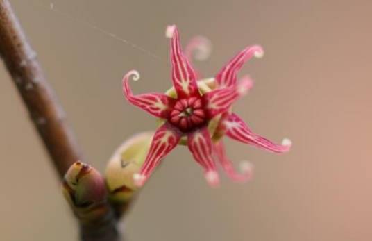 Hamamelis vernalis 'Sandra'_百度百科
