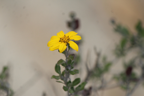 Calanticaria bicolor_百度百科