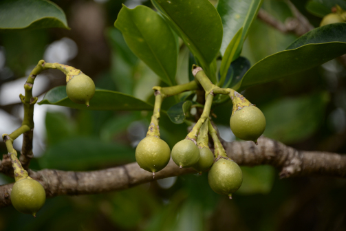 Fagraea berteroana_百度百科