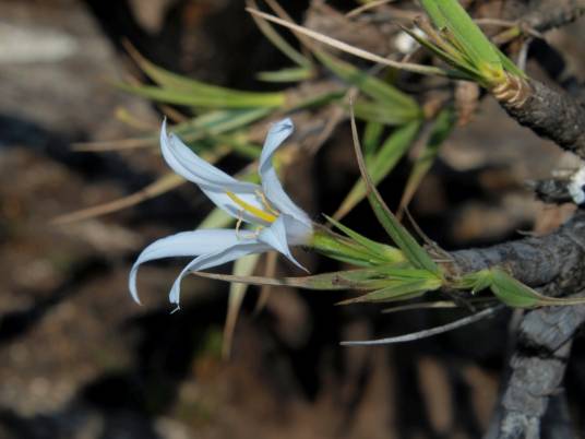 Xerophyta trichophylla_百度百科