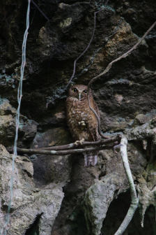 苏禄鹰鸮_百度百科