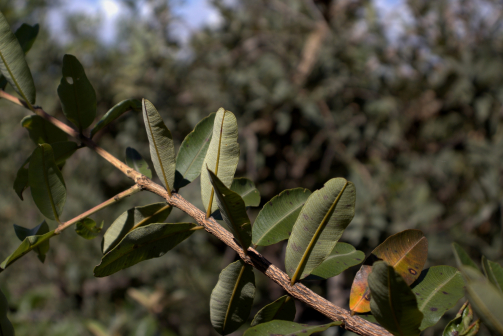 Qualea parviflora_百度百科