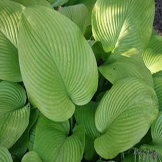 Hosta 'Key West'_百度百科