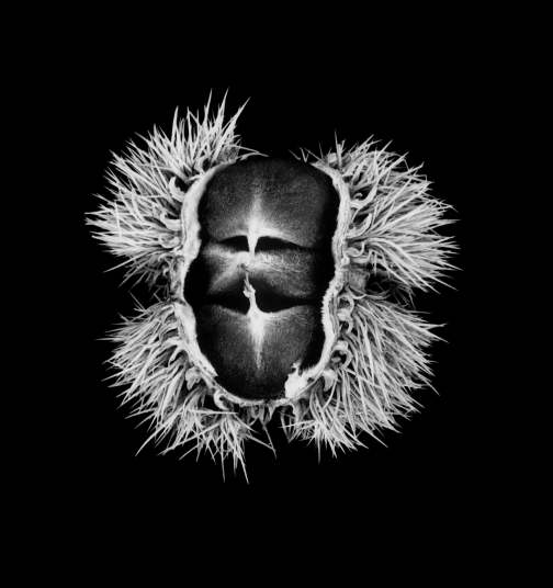 Mariana Cook_百度百科