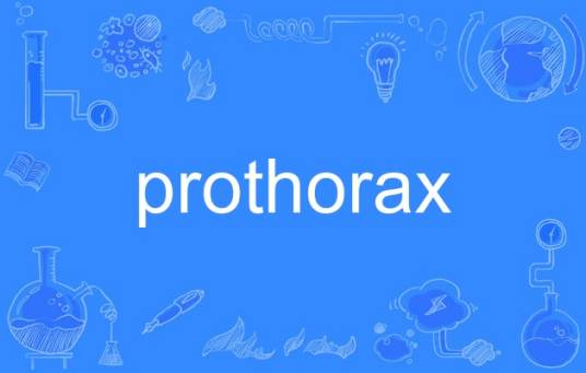 prothorax_百度百科