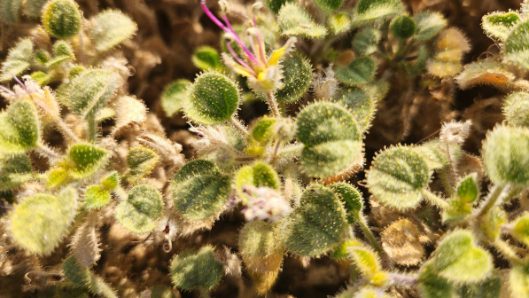 Cleome droserifolia_百度百科