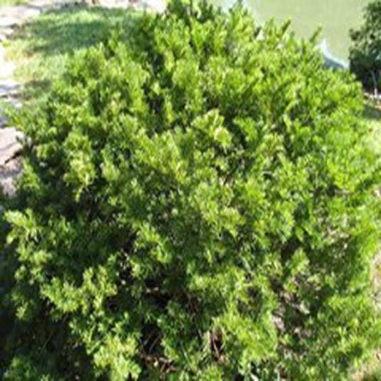 Taxus × media 'Brownii'_百度百科