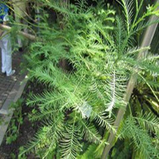 Glyptostrobus pensilis_百度百科