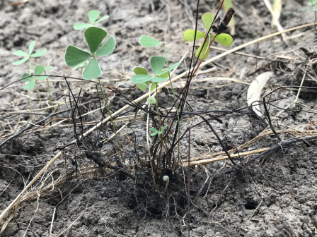 Marsilea hirsuta_百度百科