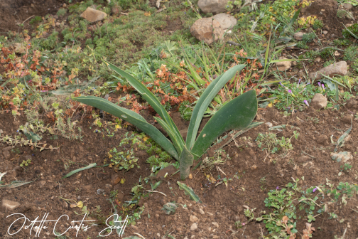 Drimia capensis_百度百科