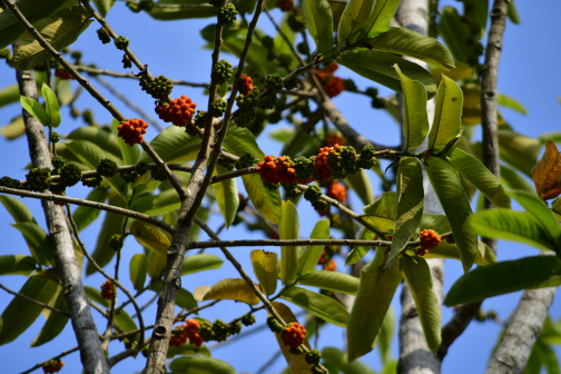 Castilla elastica_百度百科