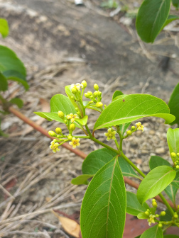 Decalepis hamiltonii_百度百科