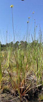 Xyris panacea_百度百科