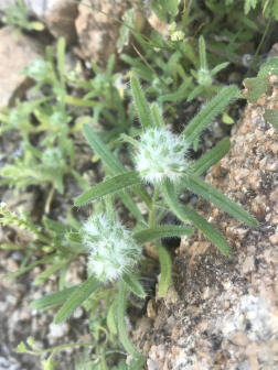 Cryptantha barbigera_百度百科
