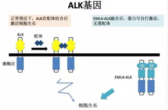 alk_百度百科