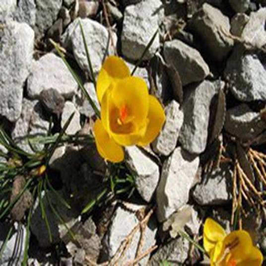 Crocus chrysanthus 'Goldilocks'_百度百科