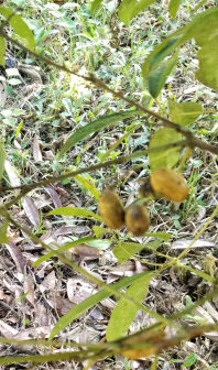 Abuta grandifolia_百度百科