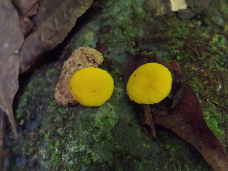 黄小孢盘菌_百度百科