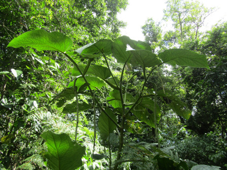 Piper cernuum_百度百科
