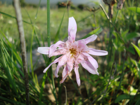 Pinaropappus roseus_百度百科