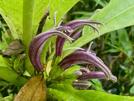 Cyanea crispa_百度百科