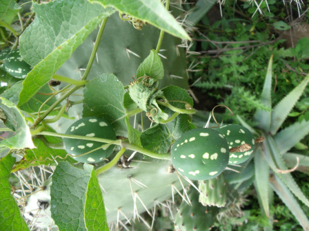 Coccinia abyssinica_百度百科