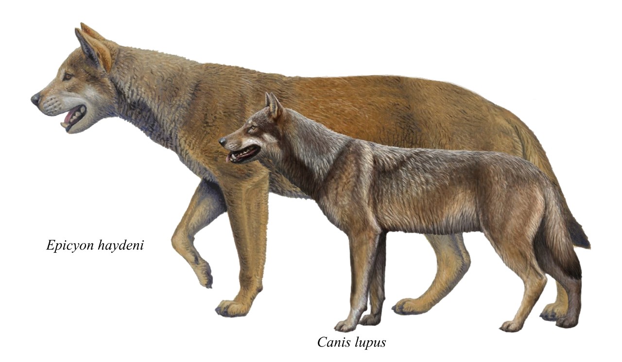 史前的恐狼和海德尼上犬，能打过大型猫科动物吗？_百科TA说
