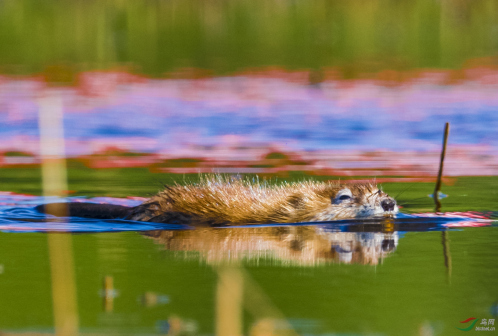 小泡灰鼠_百度百科