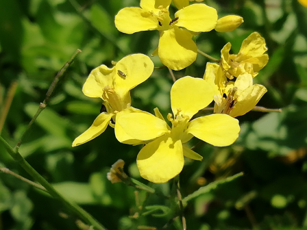 Diplotaxis catholica_百度百科