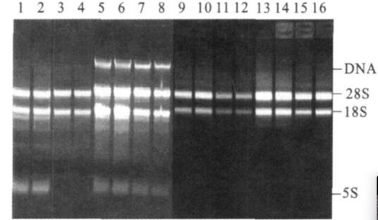 cDNA-AFLP_百度百科