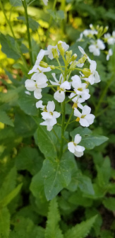 Cardamine cordifolia_百度百科