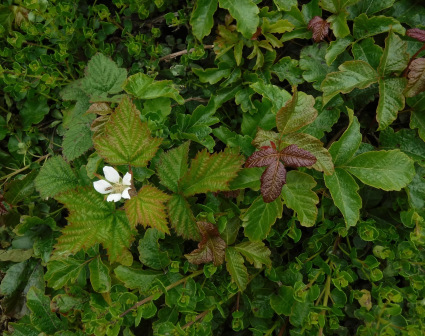Rubus ursinus_百度百科