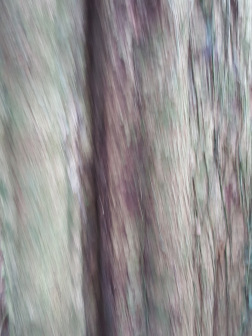 Bosistoa floydii_百度百科