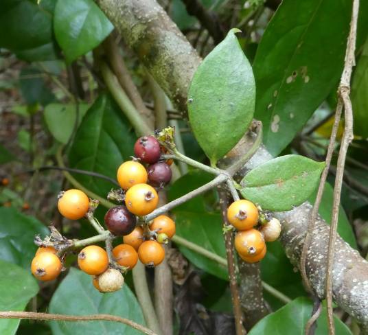 Rutidea parviflora_百度百科