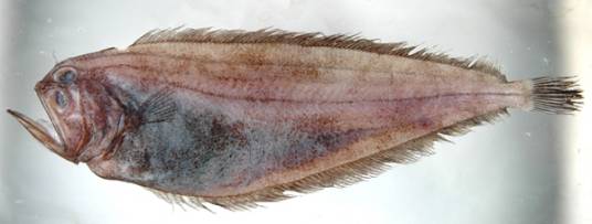 前长颌鮃_百度百科