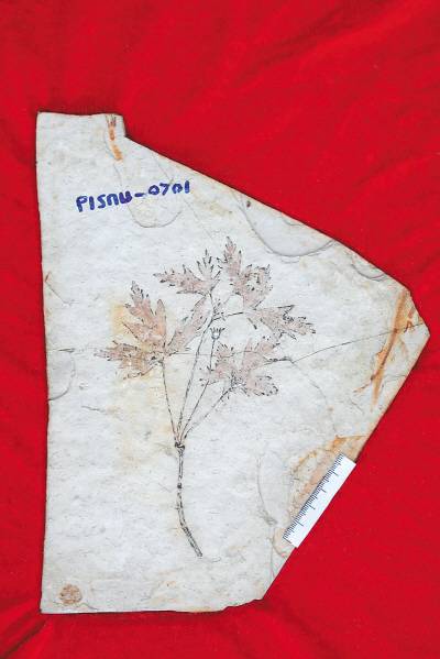 李氏果_百度百科