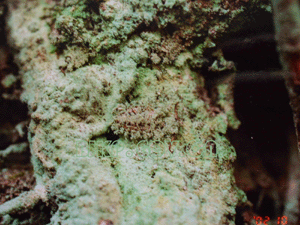 中华东蚁蛉_百度百科