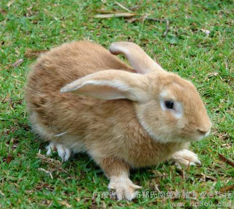 灰毛福建兔-1_百度百科