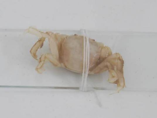 霍氏三强蟹_百度百科