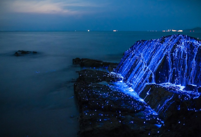 希氏弯喉海萤：海中萤火，梦幻之“泪”_百科TA说