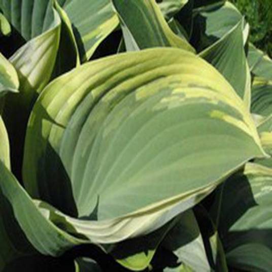 Hosta 'Regal Splendor'_百度百科