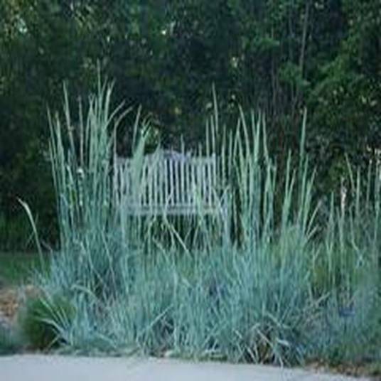 Elymus magellanicus 'Blue Tango'_百度百科