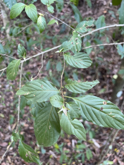 Terminalia acuminata_百度百科