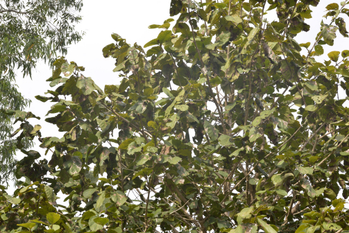 Ficus scobina_百度百科